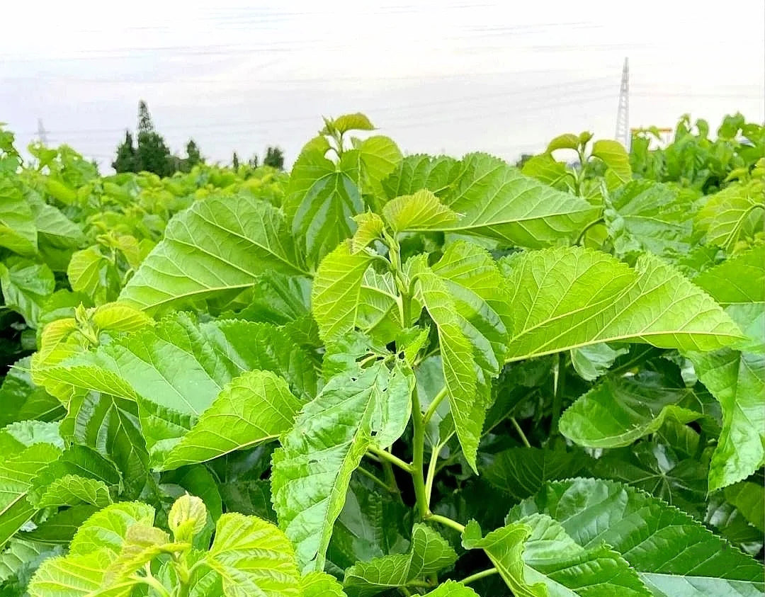 Why Is Mulberry Silk Called A Green Product? – MDOG